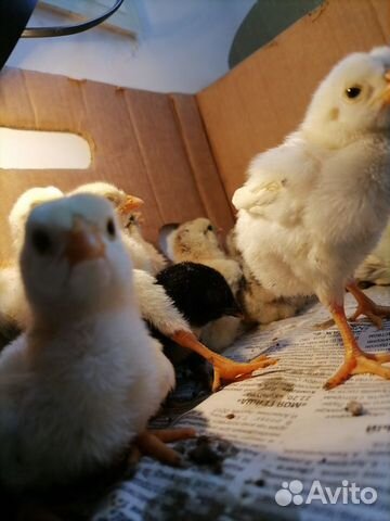 Бойцовые цыплята