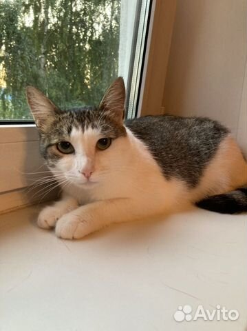 Кошка живет в клетке уже почти год Нужна семья