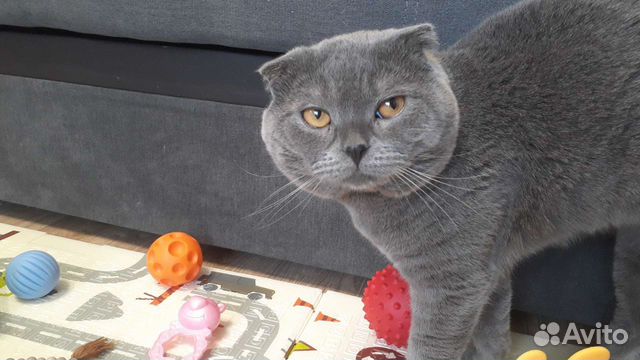 Британский кот