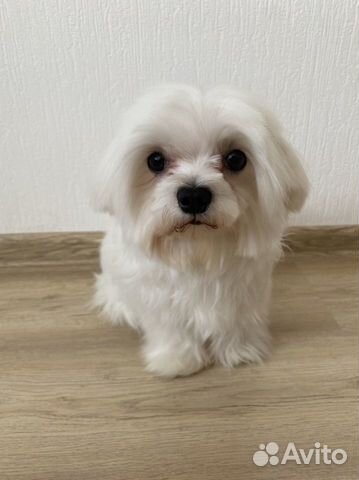 Мальтийская болонка, Мальтезе