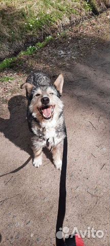 Динка. Умная добрая собака. Бесплатно