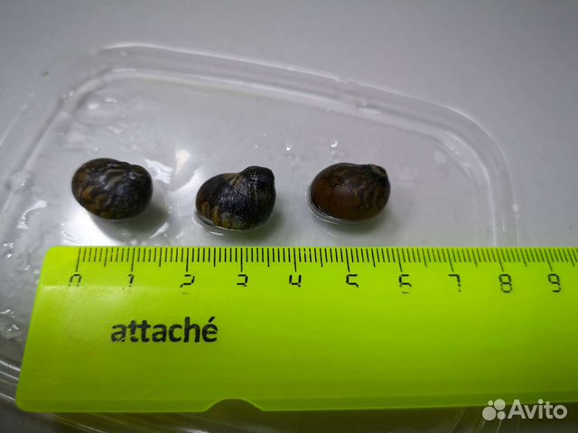 Неритина Батик (Neritina Variegata Batik