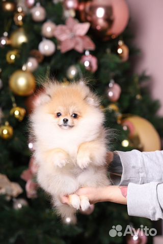 Эксклюзивная мини помераночка