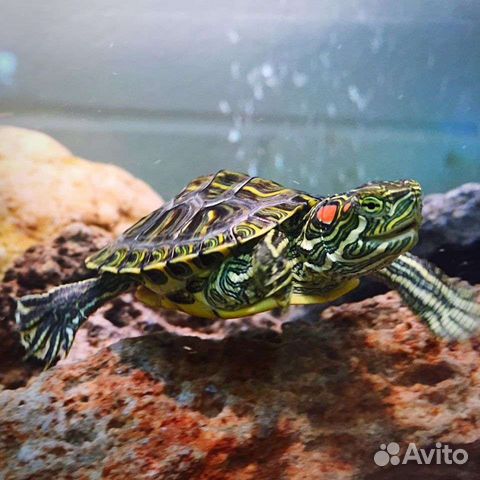 Красноухая черепаха бесплатно