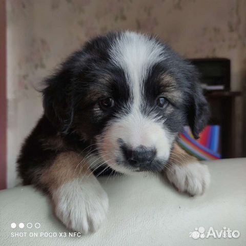 Щенок в добрые руки бесплатно