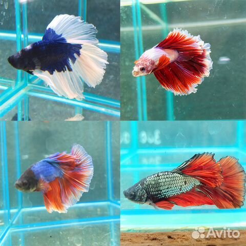 Аквариумные рыбки Петушок - Халф Мун