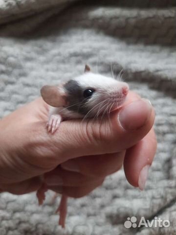 Крысенок мальчик