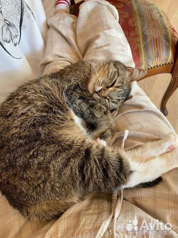 Кошечка Мишель ищет дом