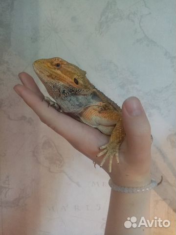 Бородатые агамы