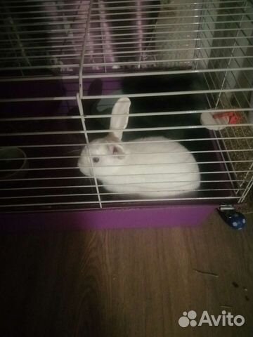 Декоративные кролики в добрые руки