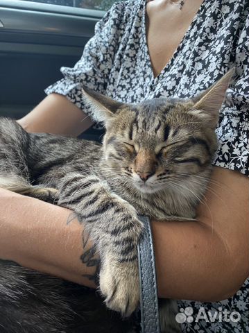 Кошечка молоденькая ищет дом (подкинули)