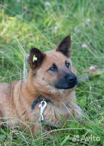 Спокойная Манюня в добрые руки