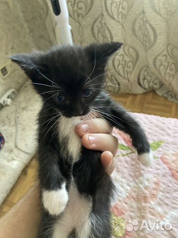 Отдаём в добрые руки двух очаровательных котят