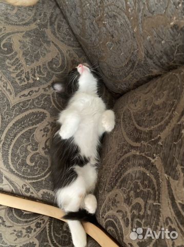 Отдаю котят (возраст-1 мес.)