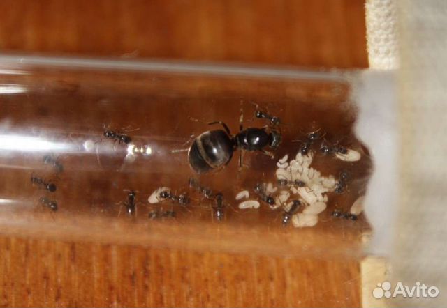 Садовые муравьи (Lasius niger)