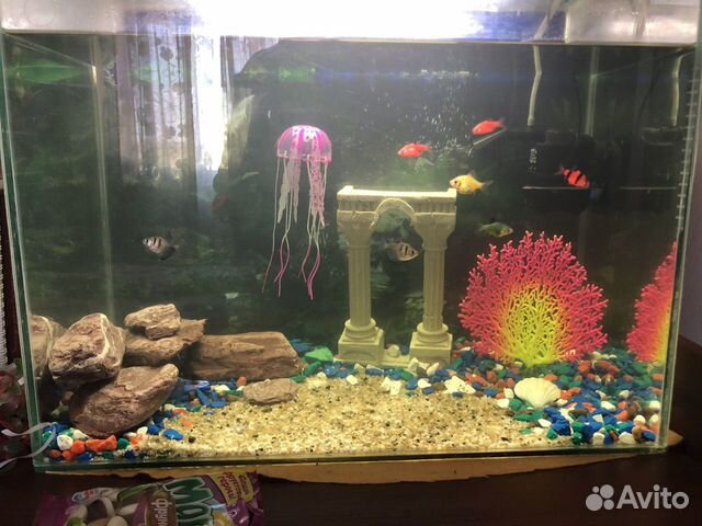 Аквариум 50