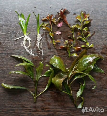 Растения аквариумные (прополка)