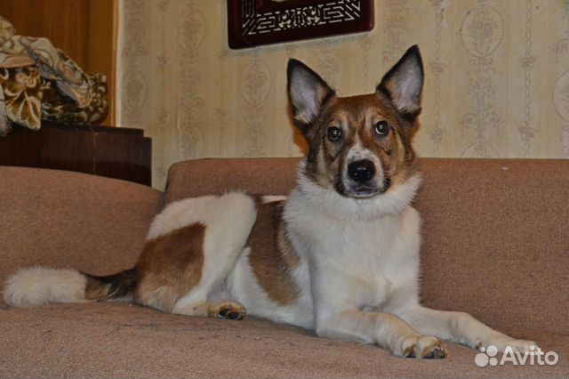 Зевс в добрые руки