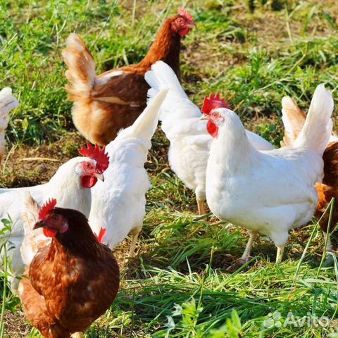 Куры несушки оптом