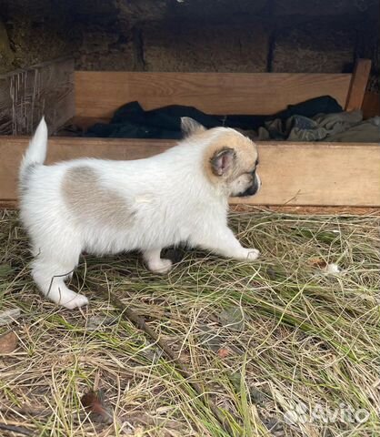 Собачка ищет дом