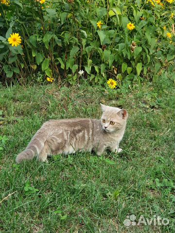 Манчкин кошка