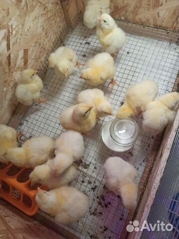 Бройлеры цыплята