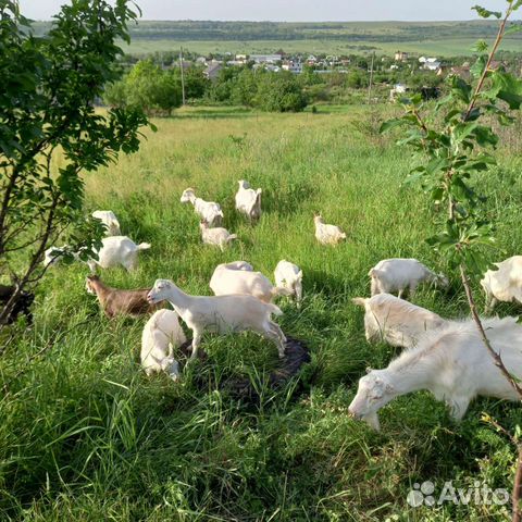 Продаются козы,козлята,козел породы Ламанча