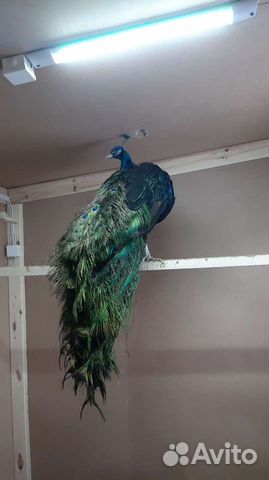 Павлин черноплечий