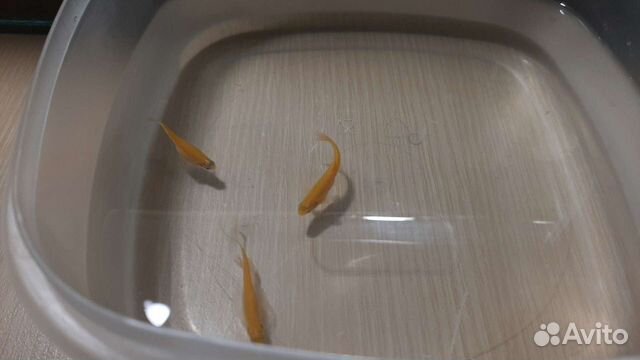 Данио гло жёлтые 3 шт