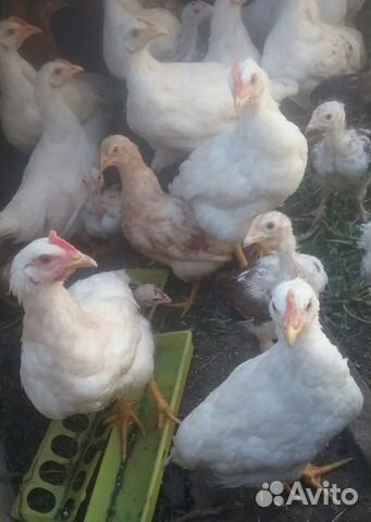 Петушки Ломан браун