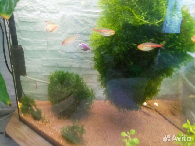 Растения для аквариума