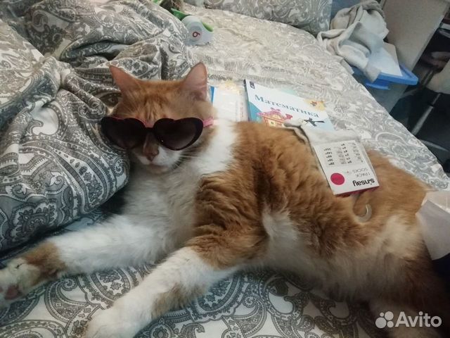 Кот Персик