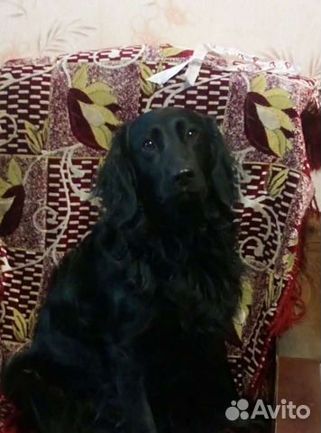 Русский спаниель вязка