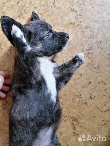 Прекрасные Щенки в хорошие руки