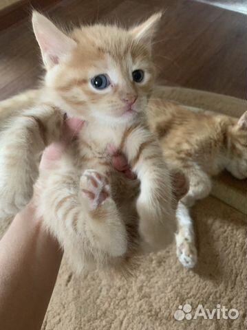 Отдам котят Сибирской кошки