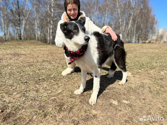 Собака в добрые руки