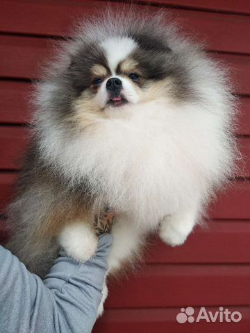 На Вязку Парни