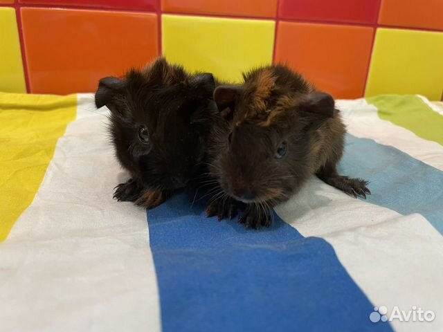 Морские свинки