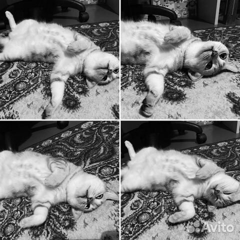 Шотландская прямоушка бесплатно