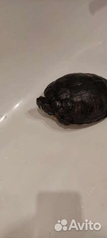Черепаха красноухая