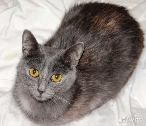 Кошка погибнет без лечения