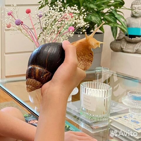 Улитка ахатина гигантская