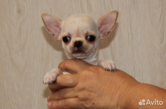 Породные щенки чихуахуа с интересной родословной