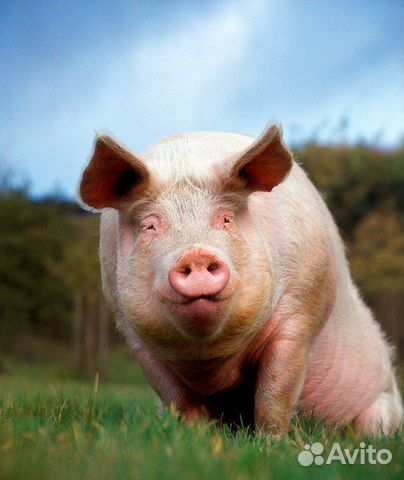 Свинья помесь ландрас с дюрком)