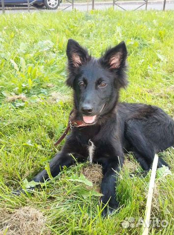 Щенок ищет дом