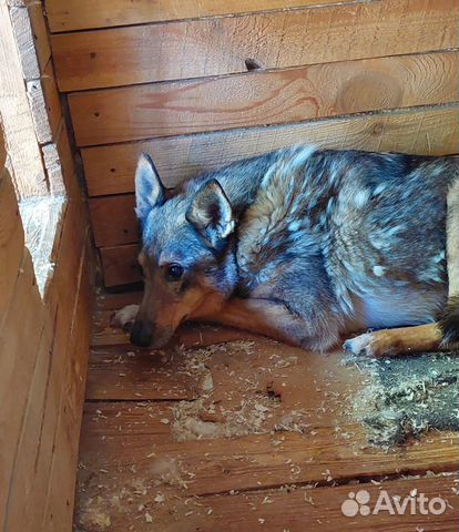 Пес из приюта с тяжелой судьбой