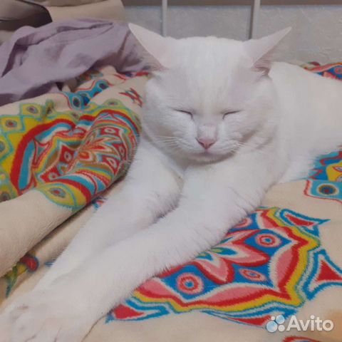 Кот
