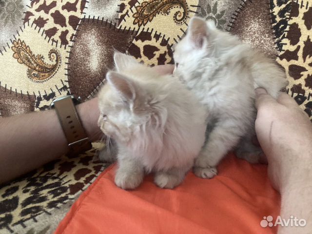 Котята в добрые руки два мальчика Кремыша