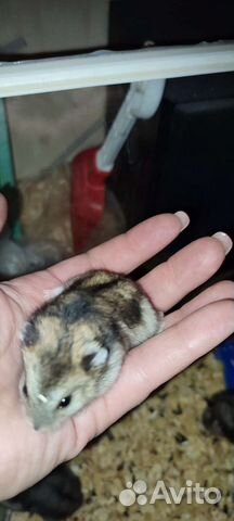 Джунгарский хомяк