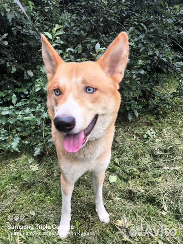 Вязка кобель